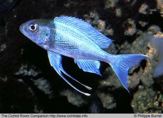 Ventralis Boulenger